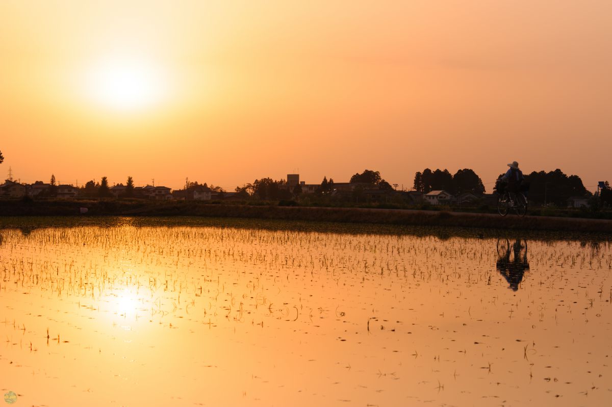 The Gold Experience | GANREF