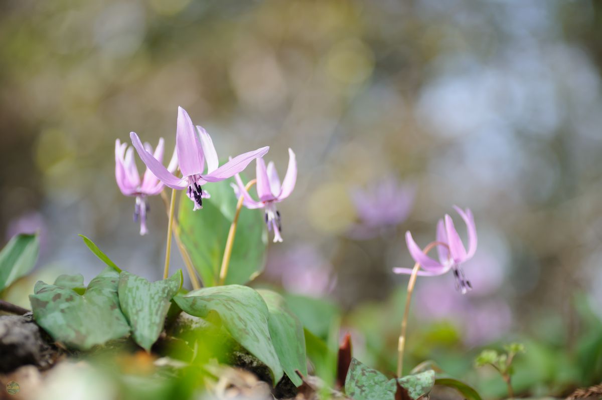 Spring Ephemeral 2018 | GANREF