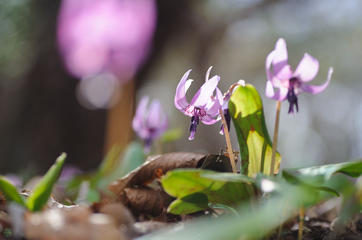 Spring Ephemeral | GANREF