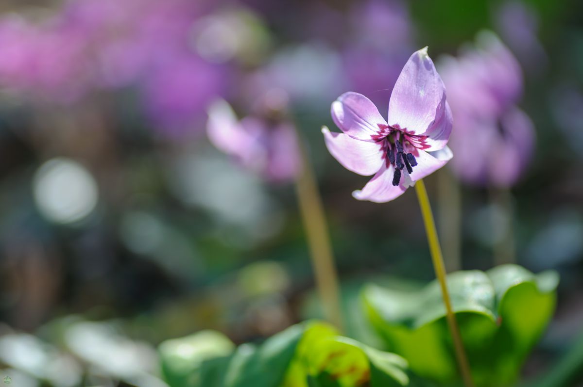 Spring Ephemeral 2019 | GANREF