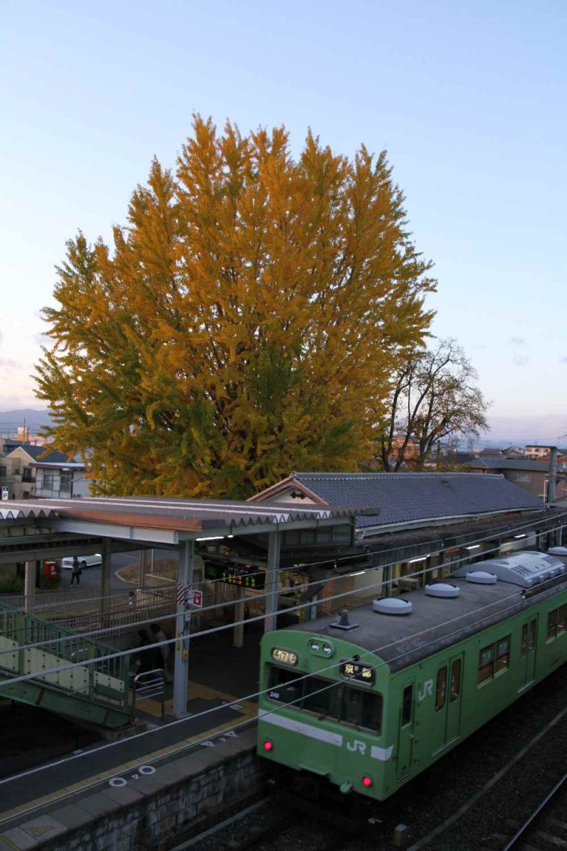 イチョウとJR.jpg | GANREF