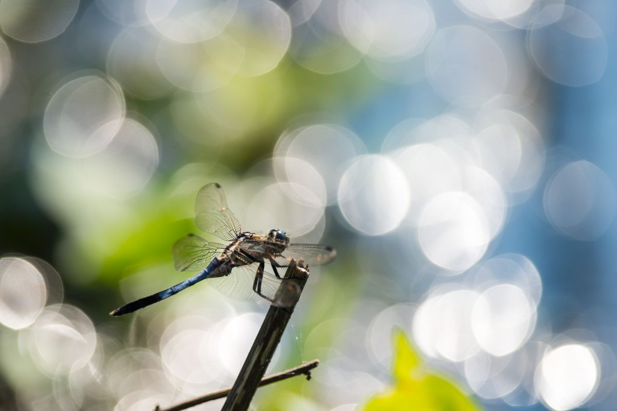 きらきら2 | GANREF