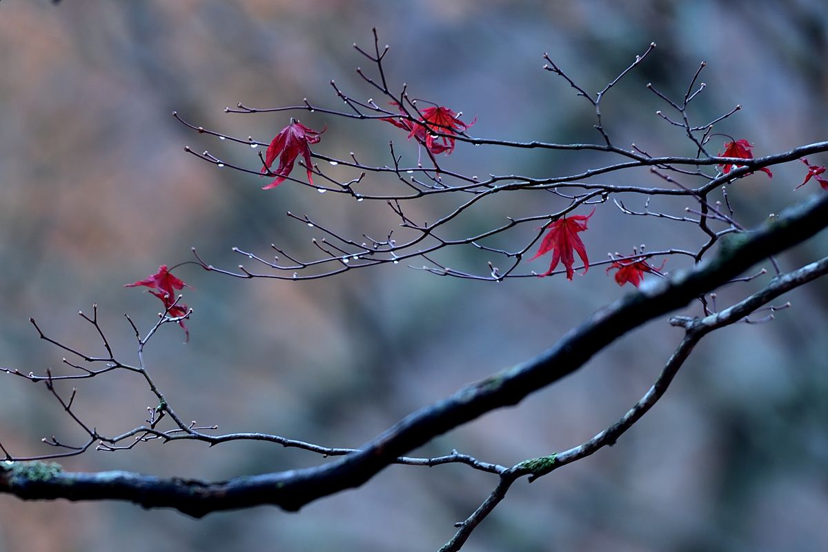 忘れ紅葉 | GANREF