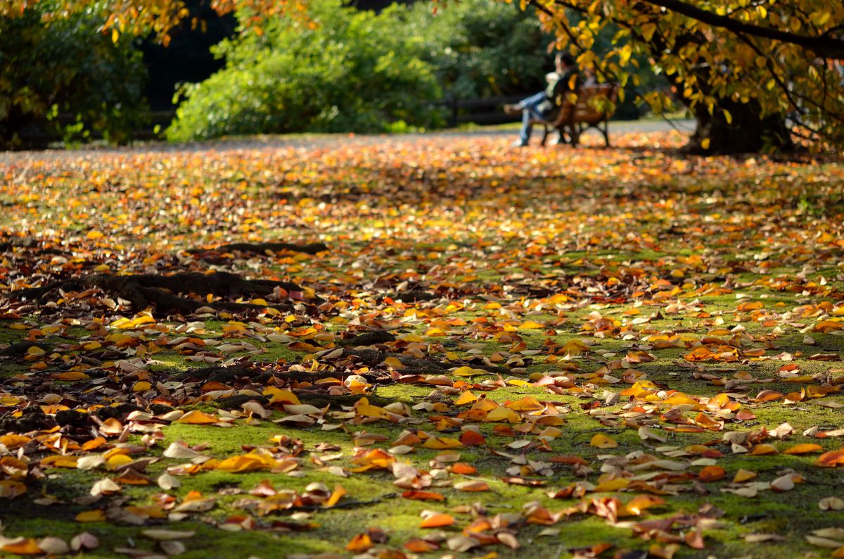 carpet of autumn leaves | GANREF
