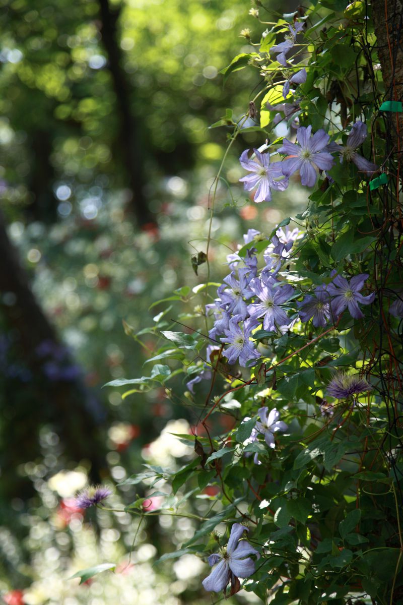 わたしはクレマチス | GANREF