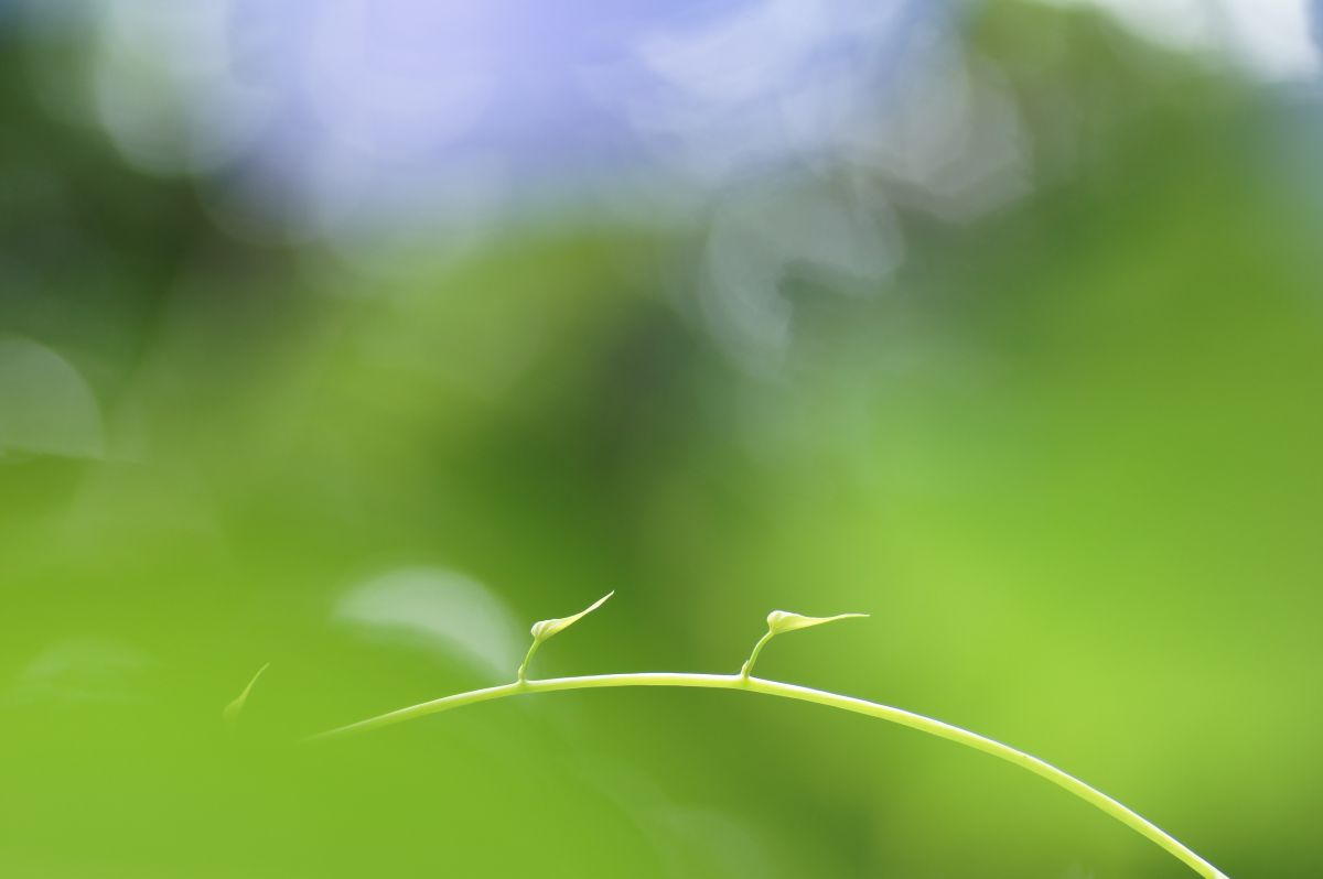 小さな願い | GANREF