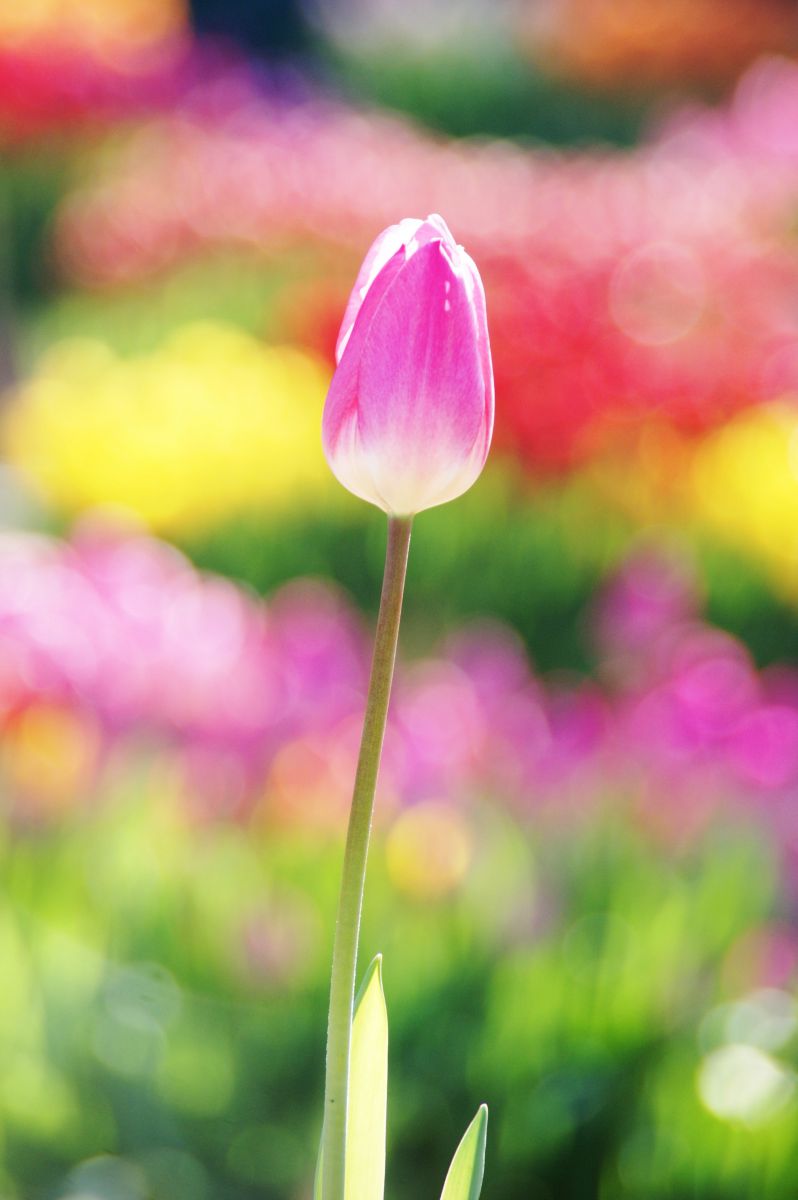 アイスチューリップ | GANREF