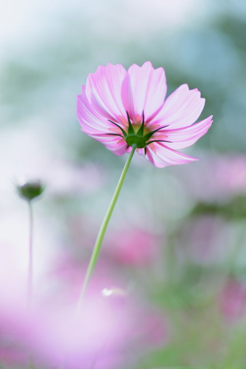 Transparent♪ | GANREF