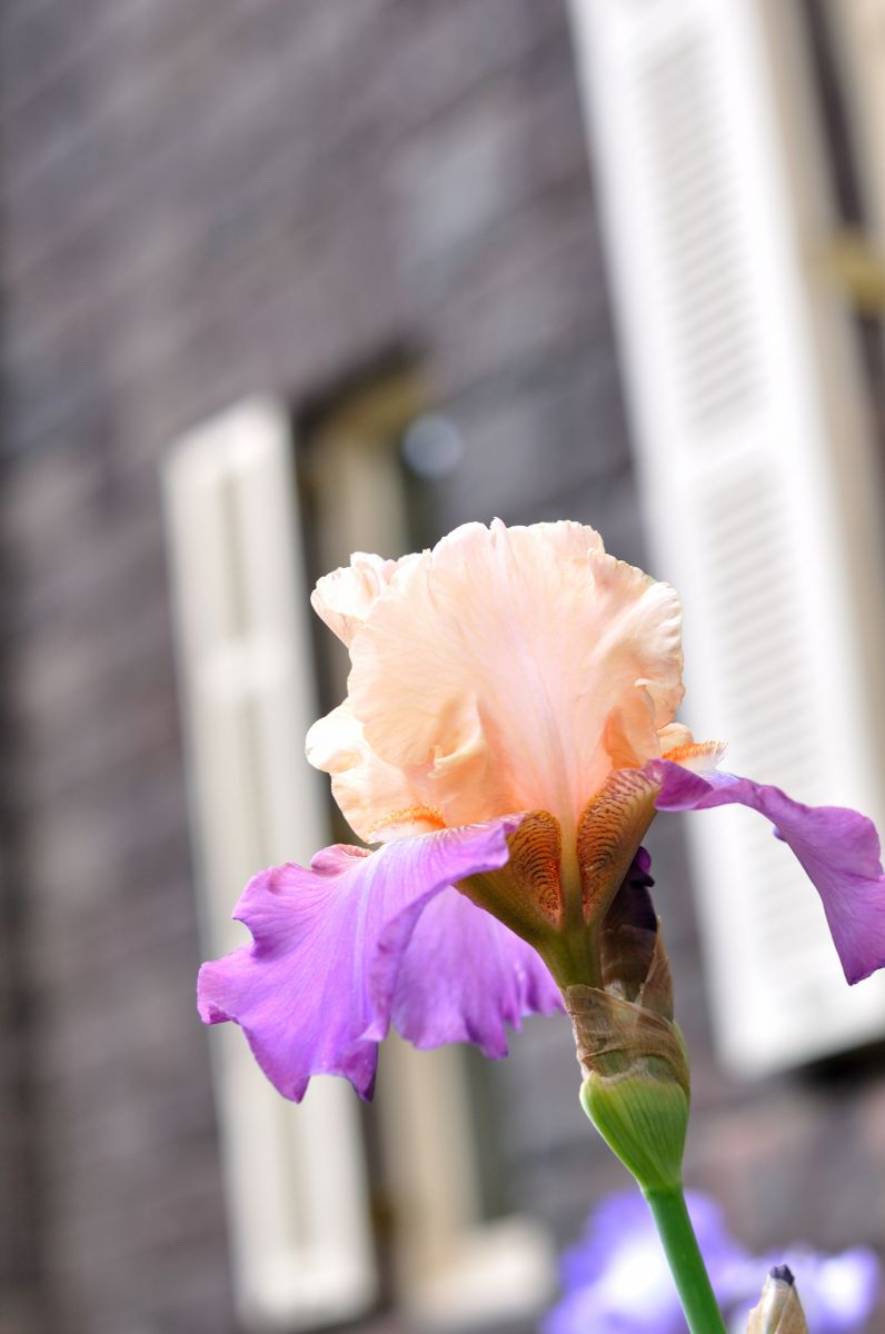 German*iris | GANREF