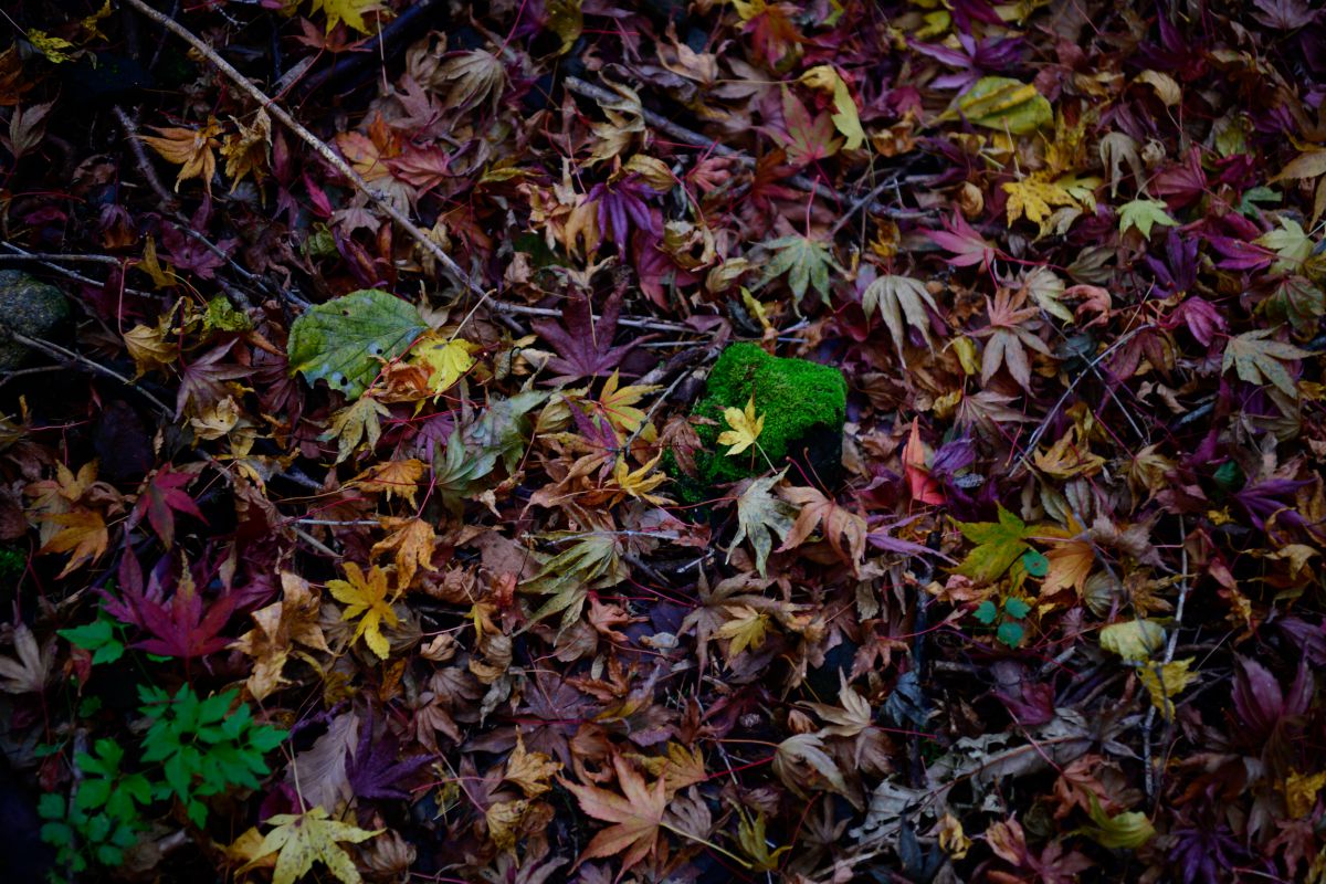 足元の秋1 | GANREF