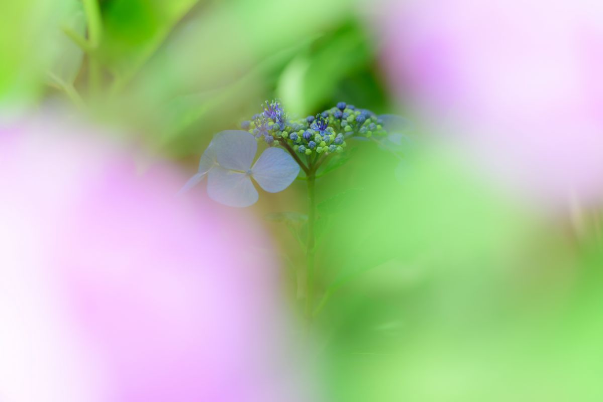 looking into... | GANREF