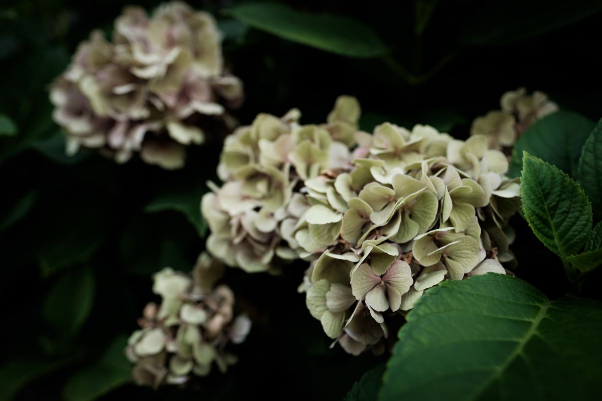 classic chrome hydrangea | GANREF