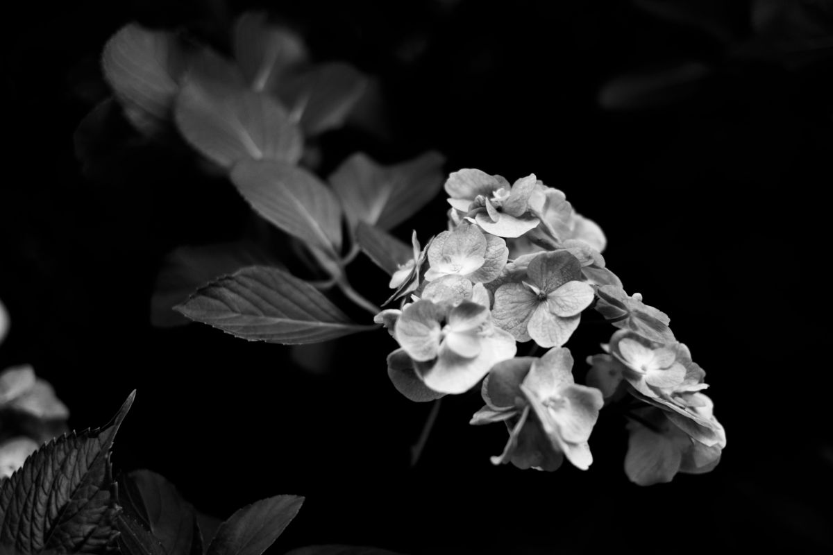 Silent Hydrangea | GANREF