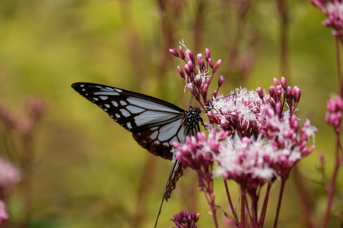 アサギマダラ | GANREF
