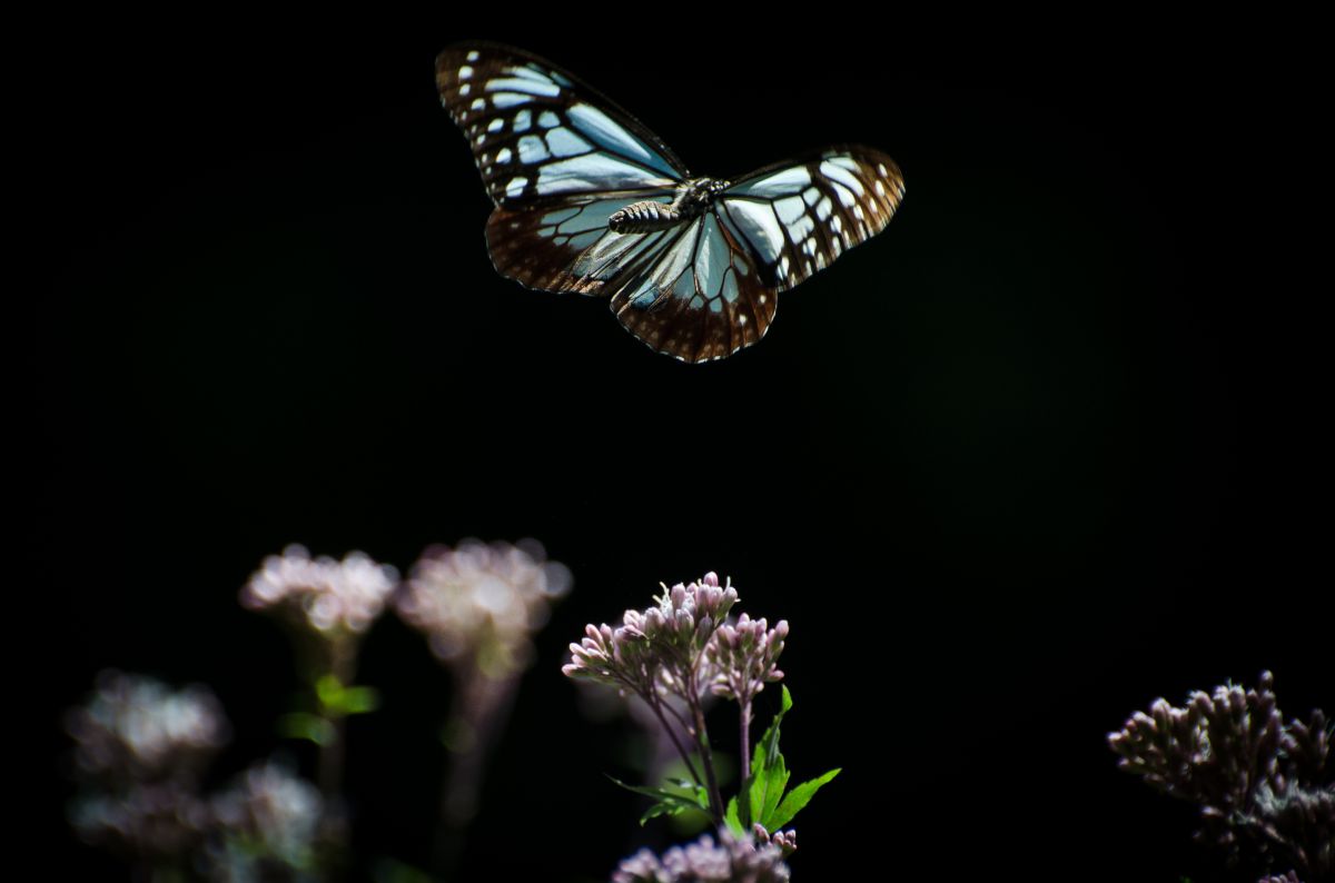 Fly・・・。 | GANREF