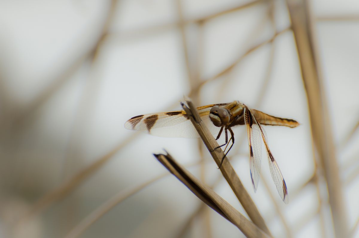 First contact (ベッコウトンボ) | GANREF