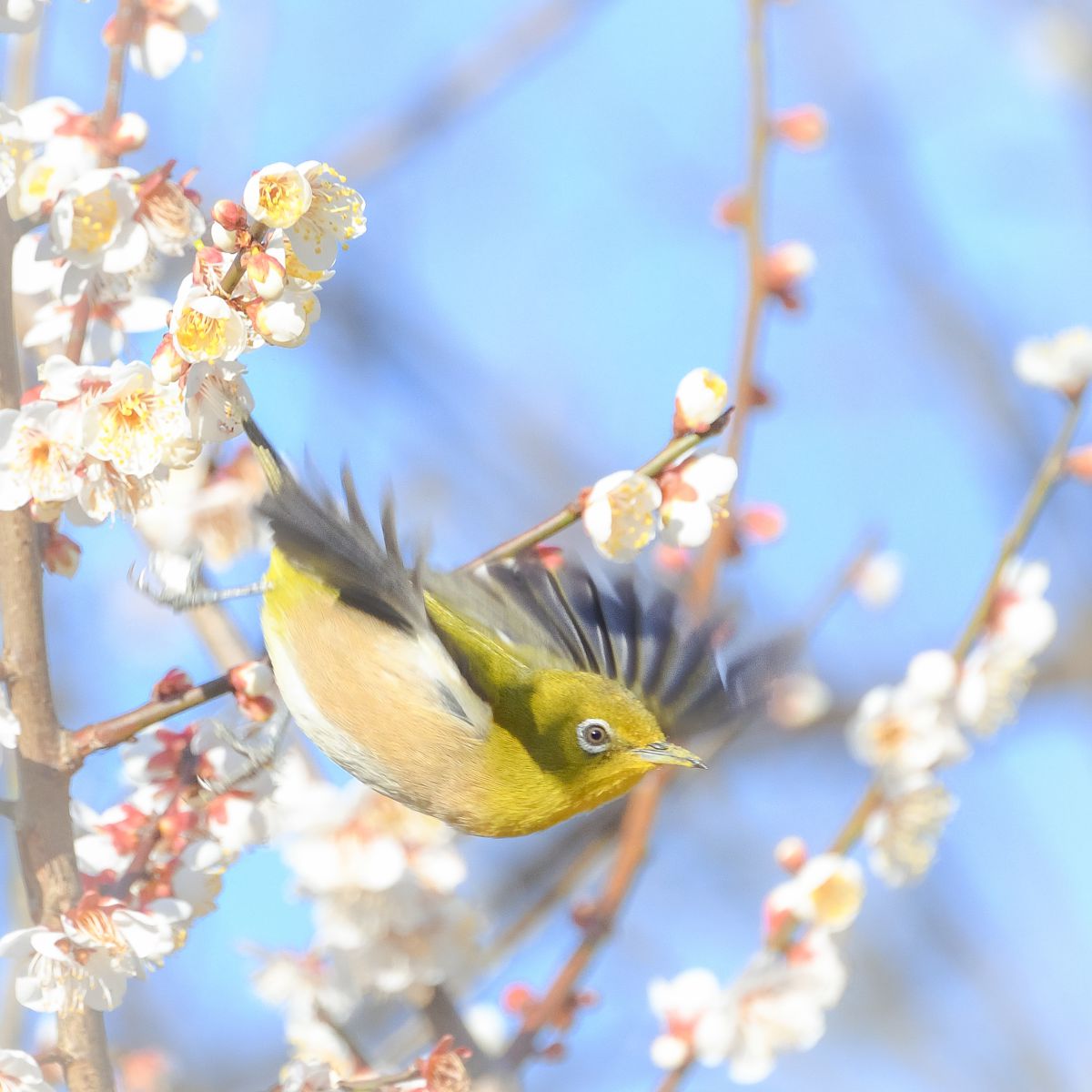 Get set! ・・Go! | GANREF