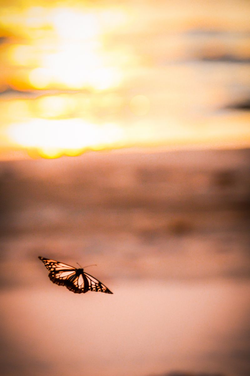 Sunset Flight | GANREF