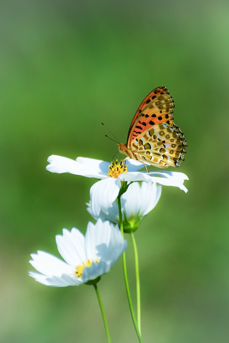 September wind | GANREF