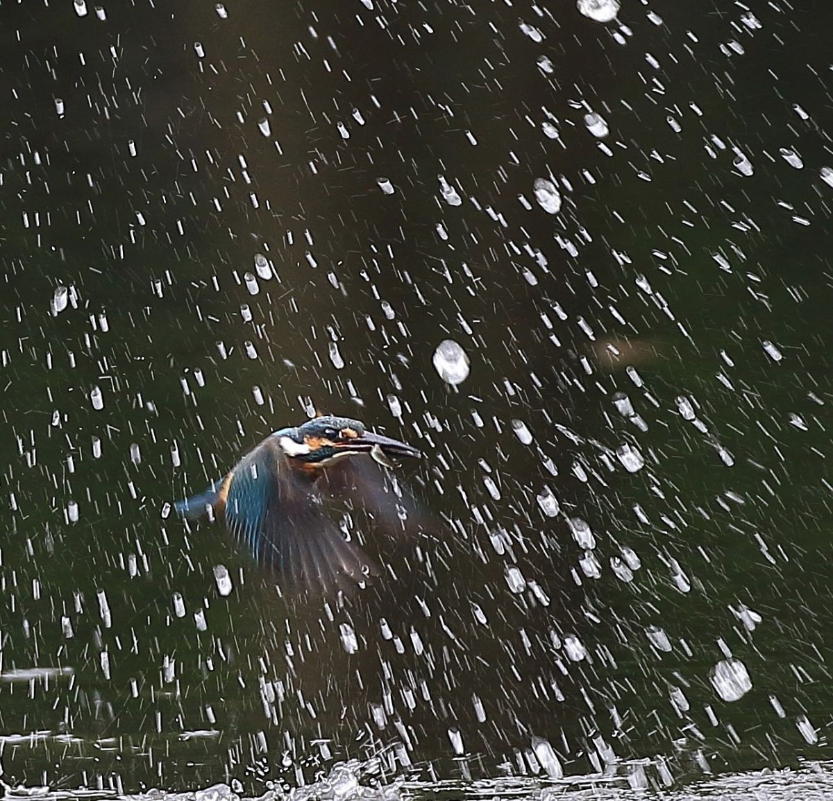 カワセミ191 | GANREF