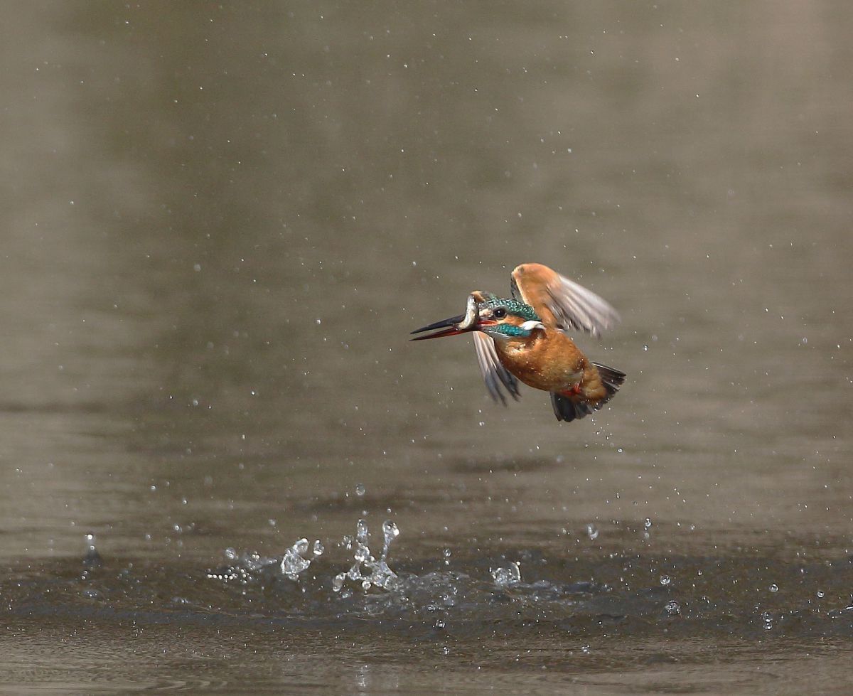 カワセミ680 | GANREF