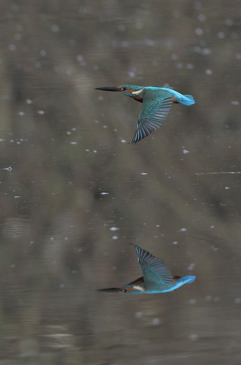 カワセミ522 | GANREF