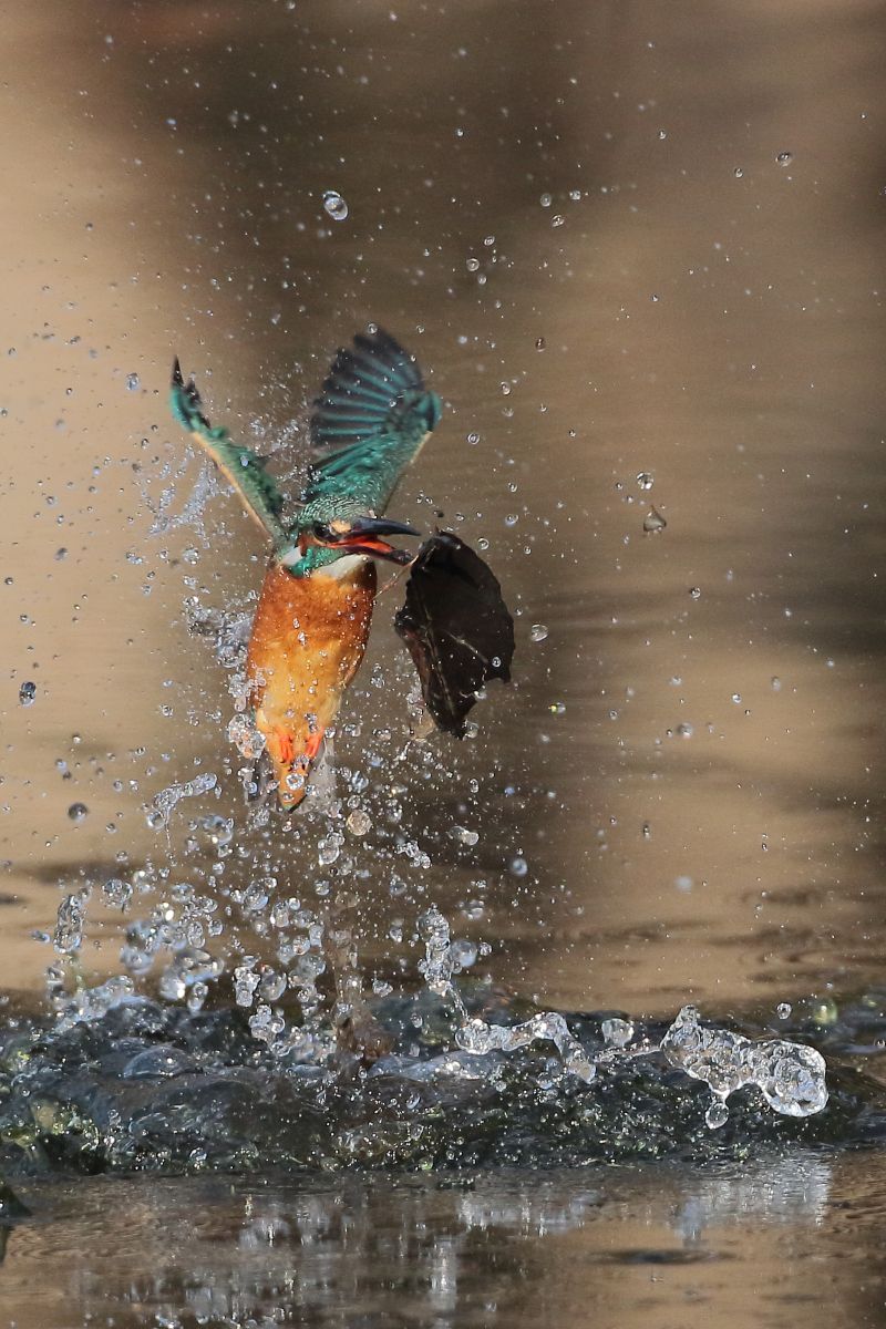 カワセミ309 | GANREF