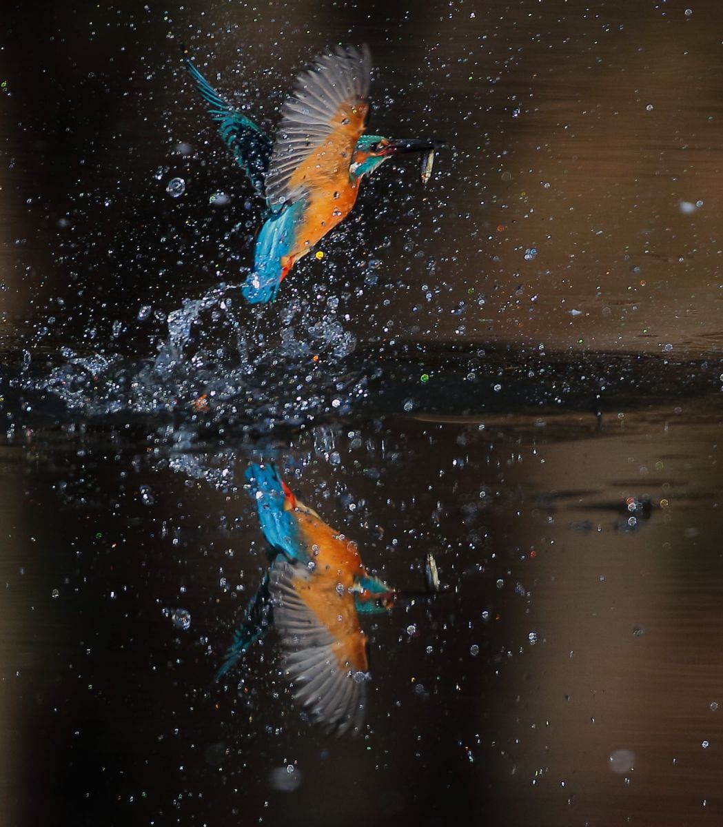 カワセミ285 | GANREF