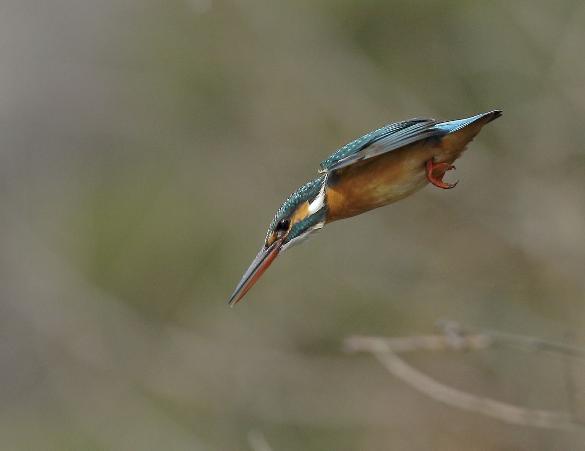 カワセミ645 | GANREF