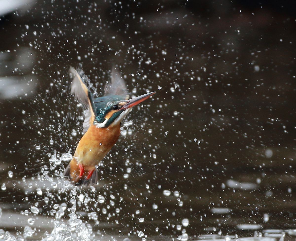 カワセミ644 | GANREF