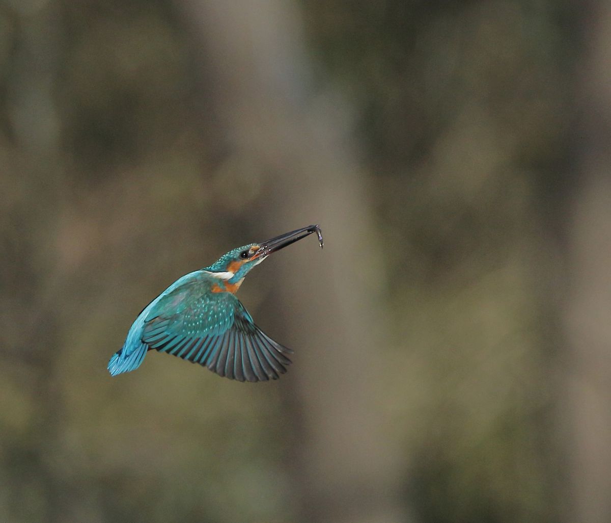 カワセミ566 | GANREF