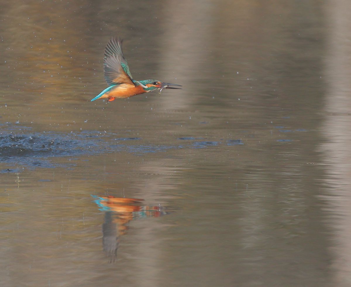 カワセミ904 | GANREF