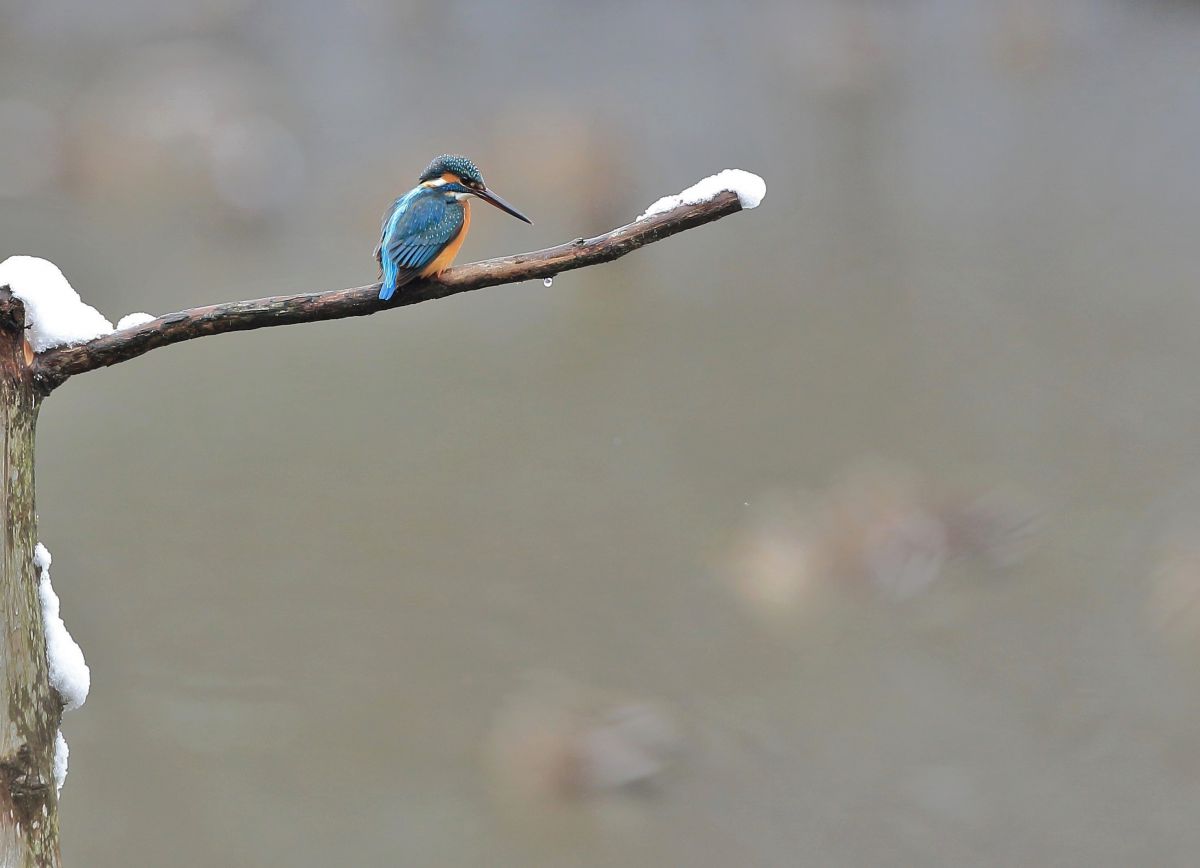 カワセミ613 | GANREF