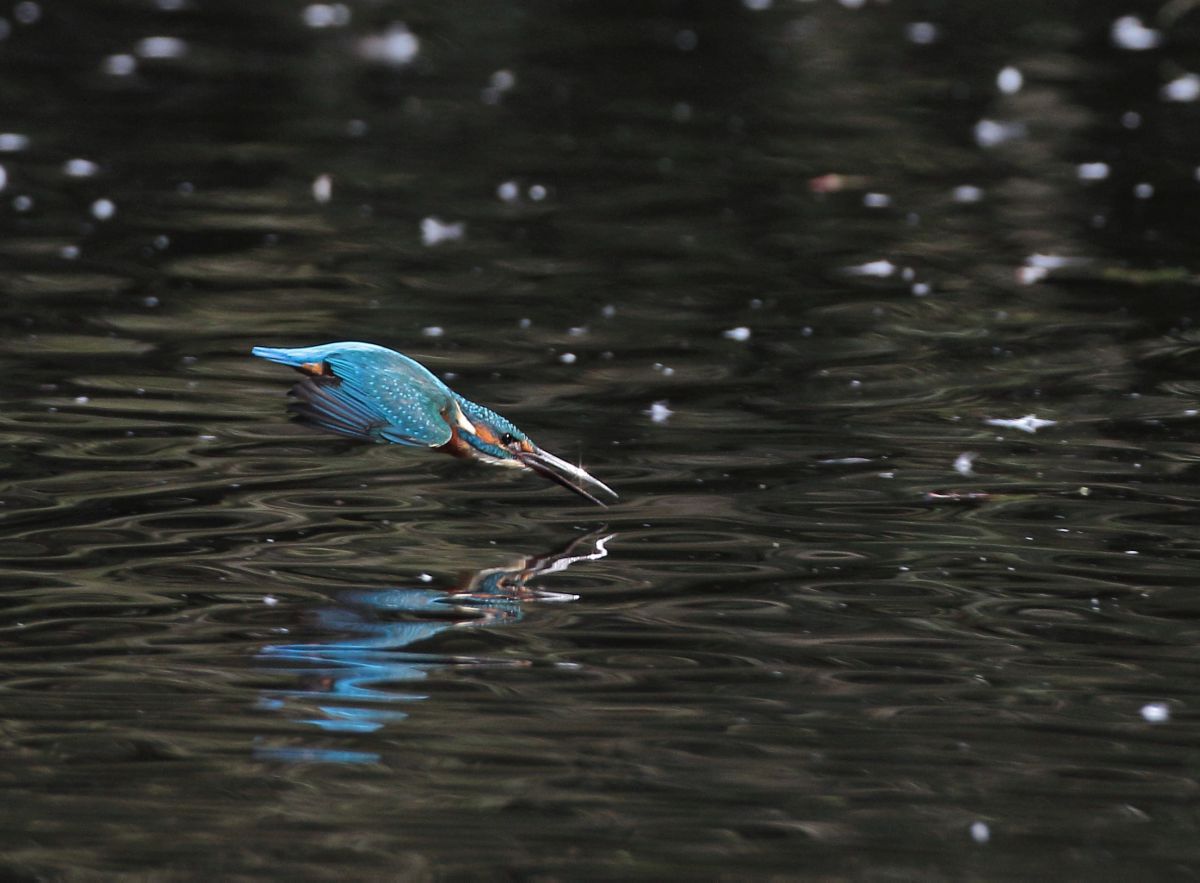 カワセミ477 | GANREF