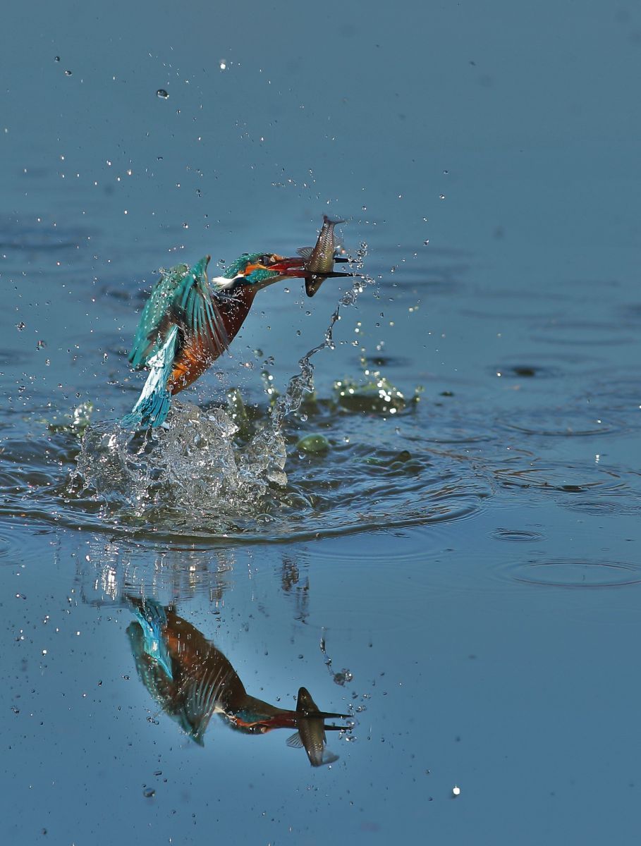 カワセミ595 | GANREF