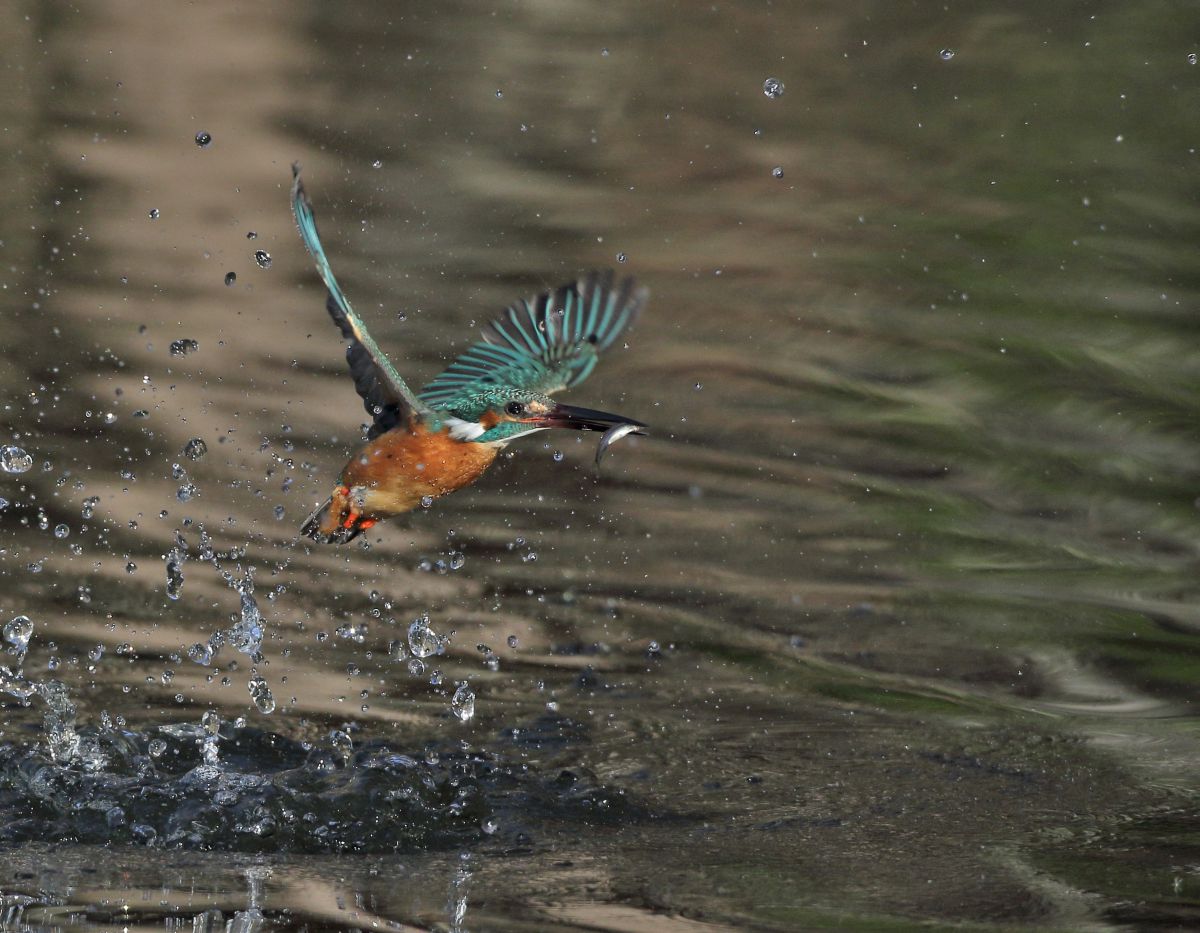 カワセミ589 | GANREF