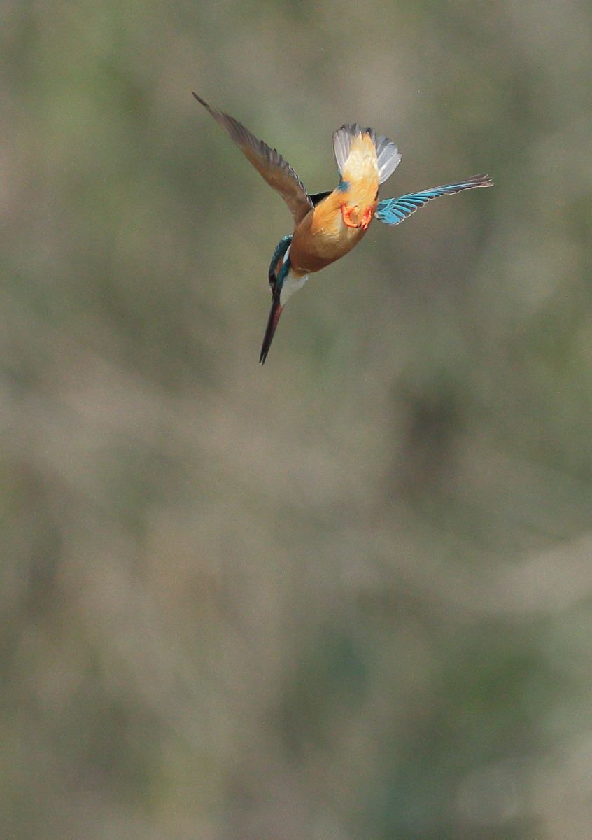 カワセミ668 | GANREF