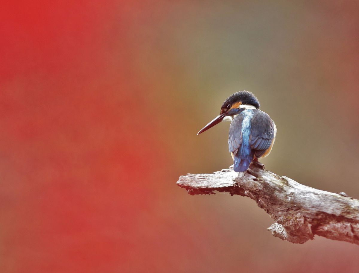 カワセミ534 | GANREF