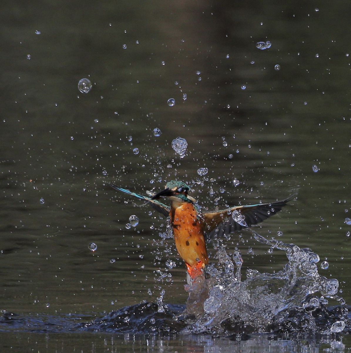 カワセミ500 | GANREF