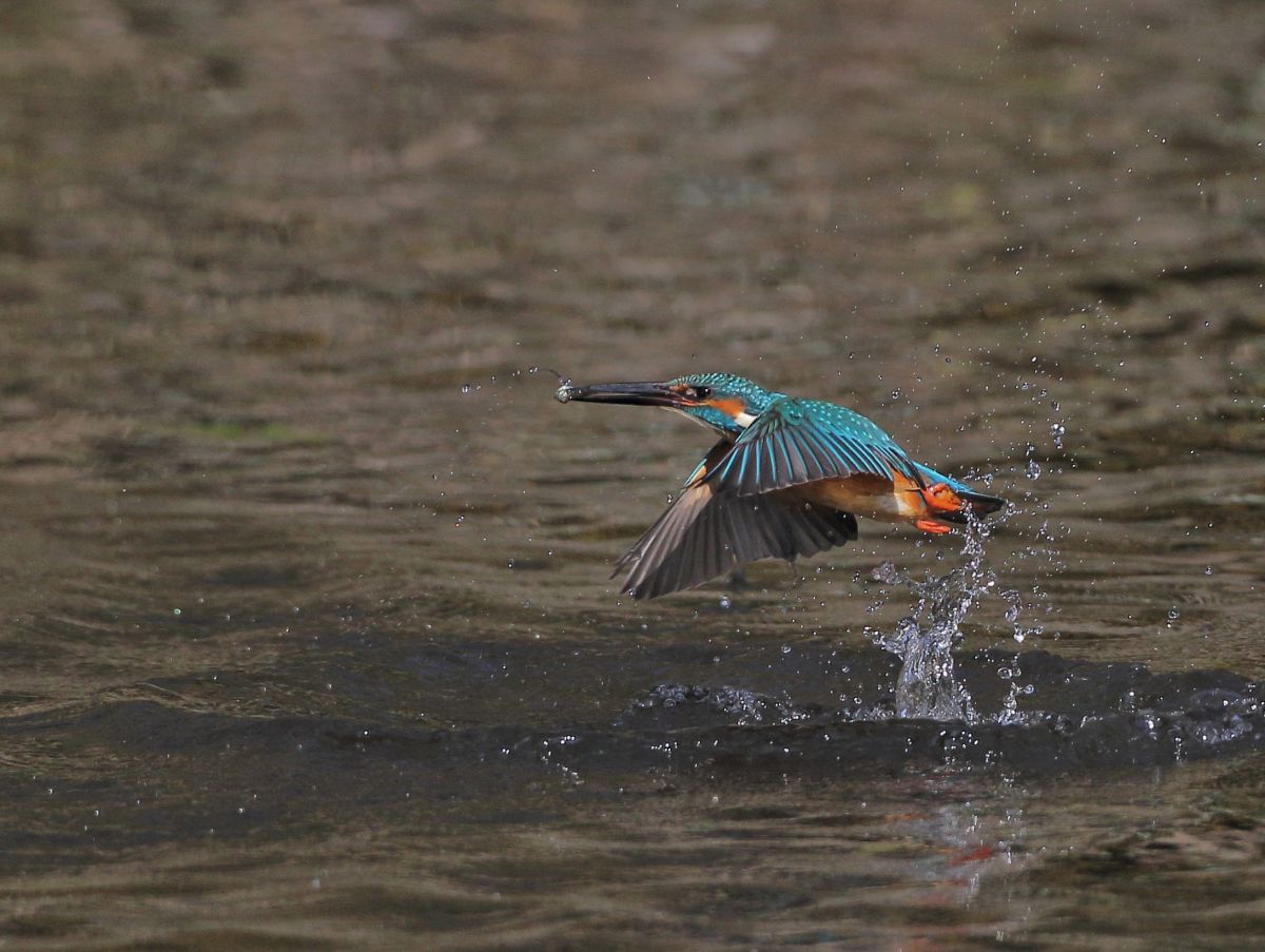 カワセミ532 | GANREF