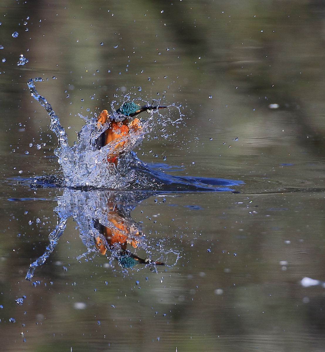 カワセミ227 | GANREF