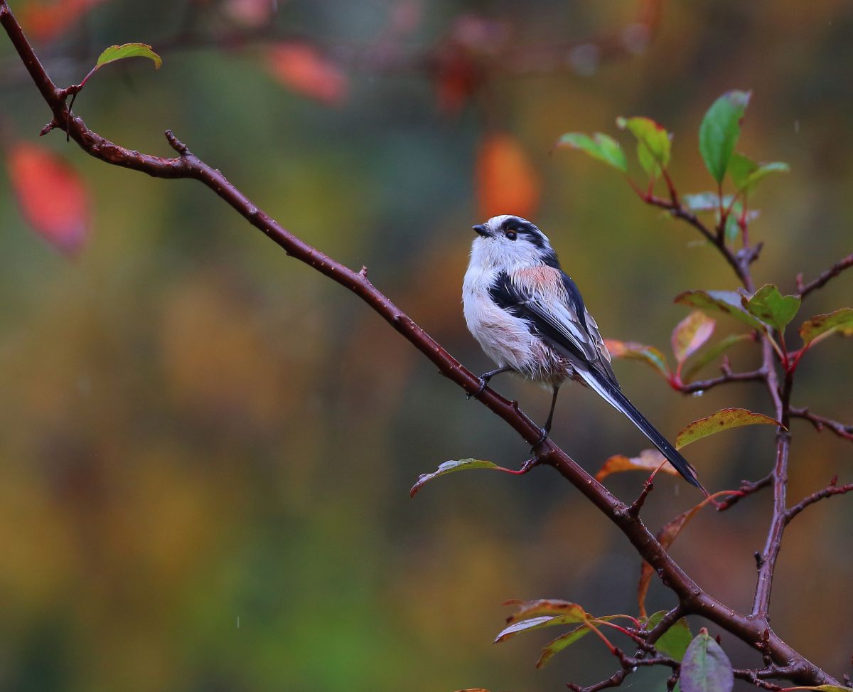 高原シリーズ32 | GANREF