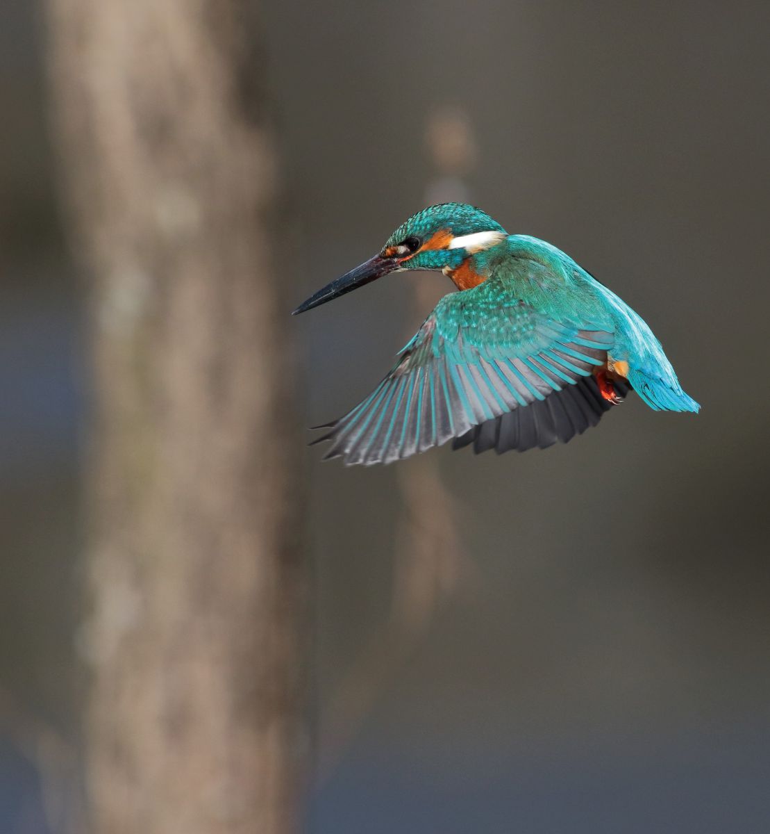 カワセミ313 | GANREF