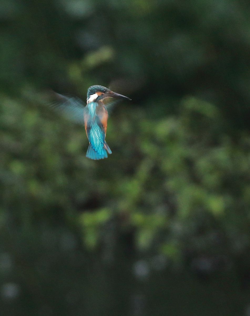 カワセミ446 | GANREF