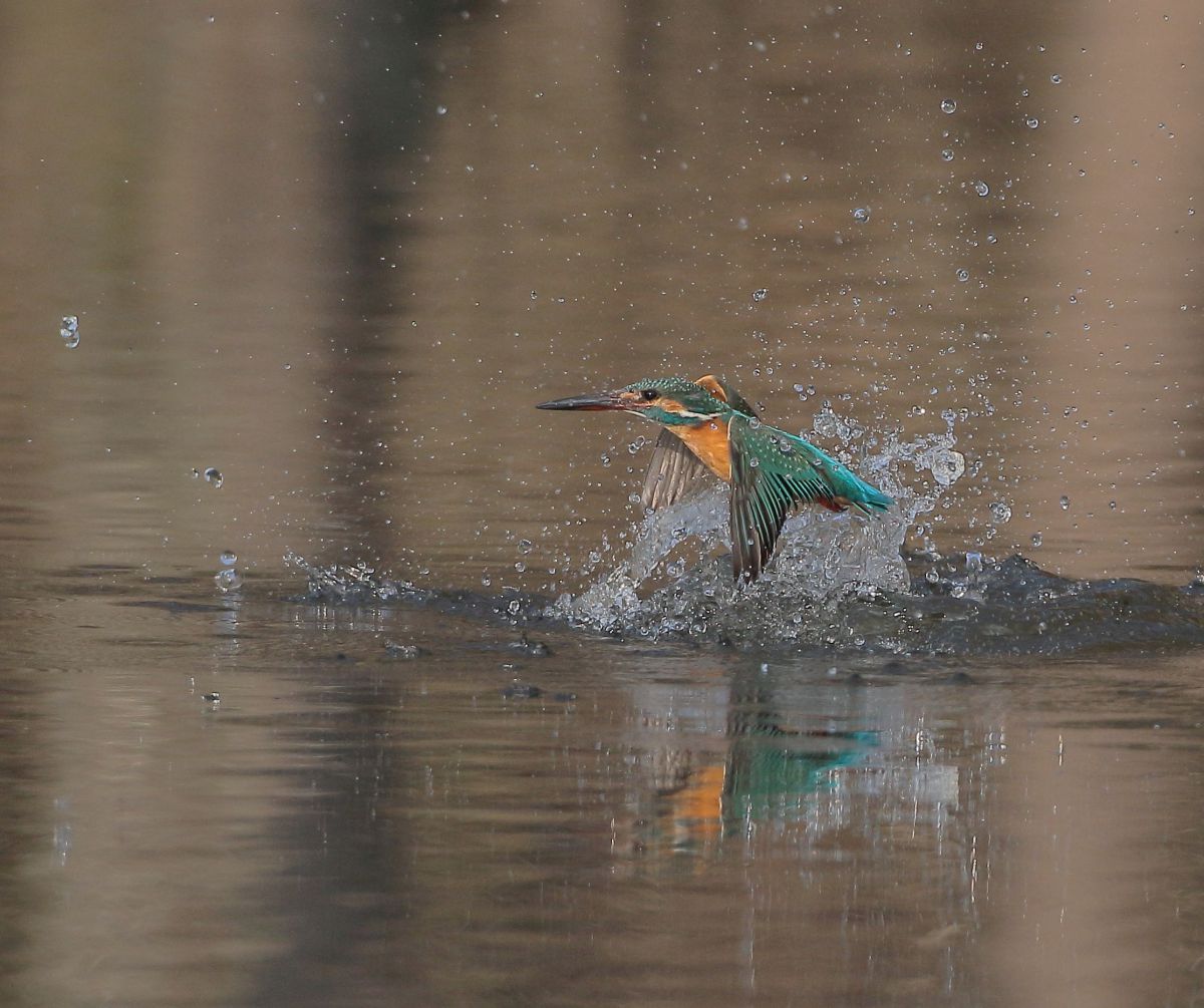 カワセミ666 | GANREF