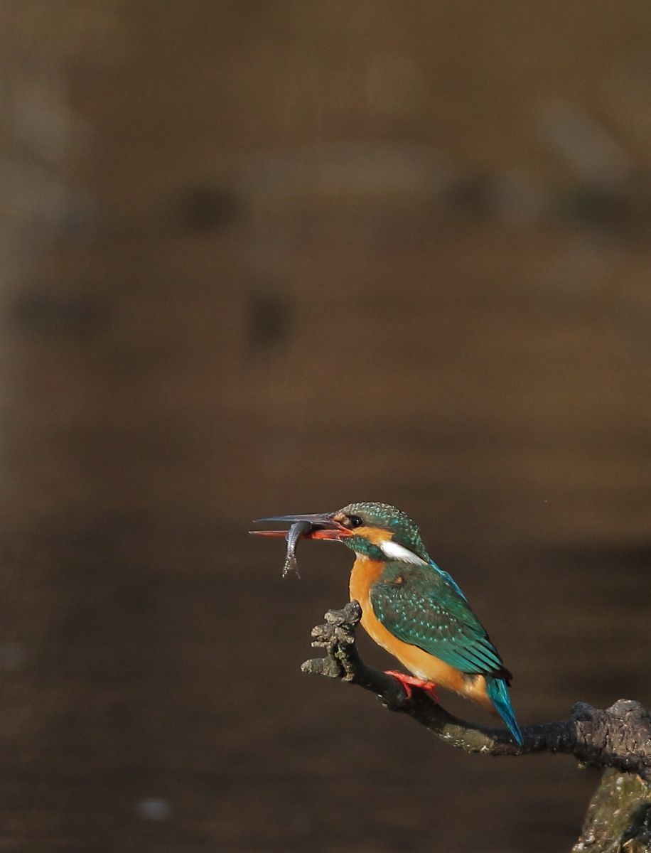 カワセミ350 | GANREF