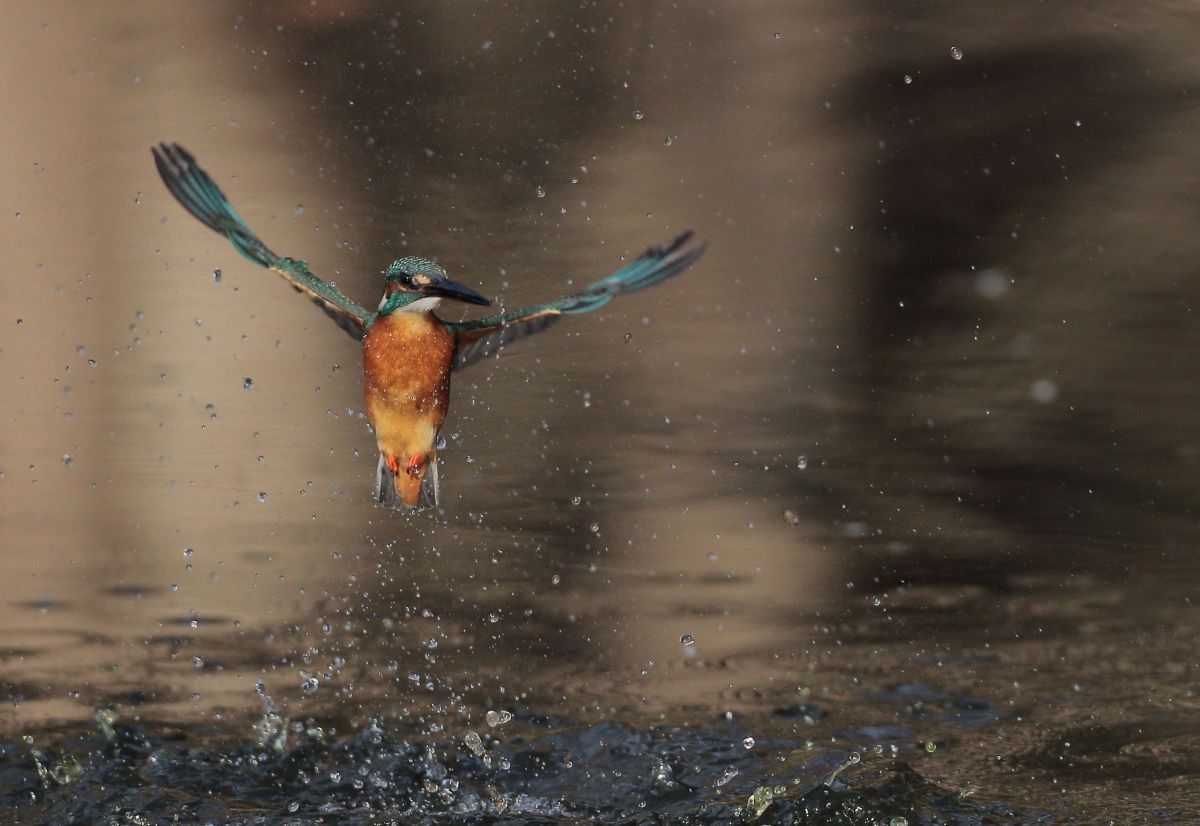 カワセミ304 | GANREF