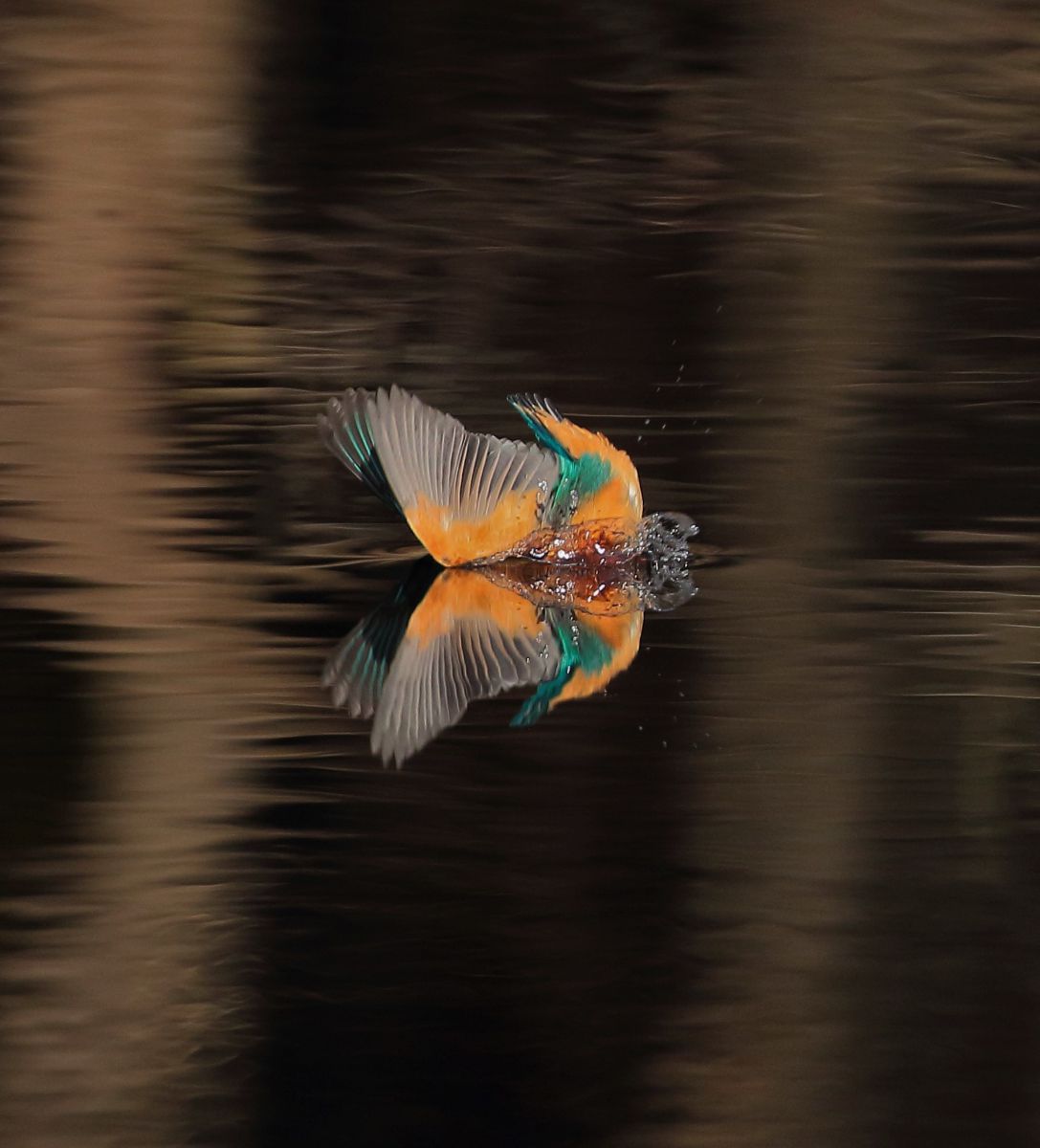 カワセミ291 | GANREF