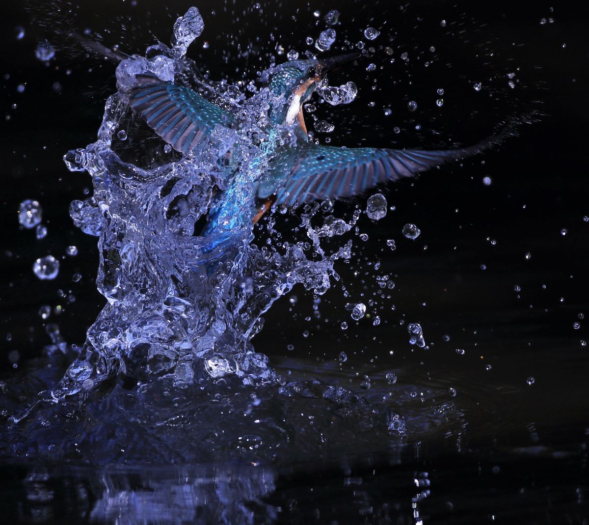 カワセミ455 | GANREF