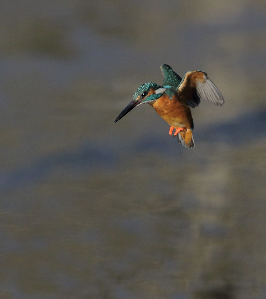 カワセミ602 | GANREF